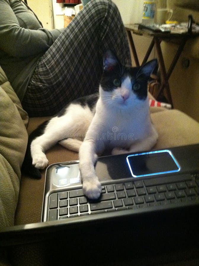 Working kitty stock image. Image of email, kitty, checking - 52010459