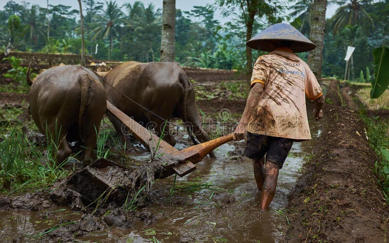 Working the land editorial stock photo. Image of morning - 68873253