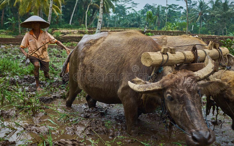 Working the land editorial stock photo. Image of tired - 68873483