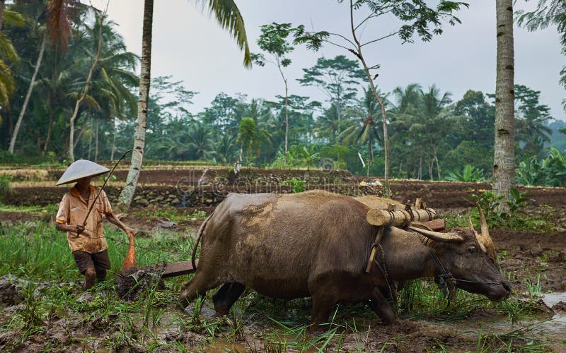 Working the land editorial image. Image of tired, whip - 68873650