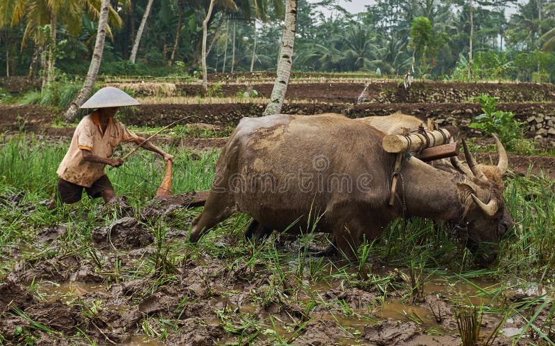 Working the land editorial photo. Image of plough, rice - 68873656