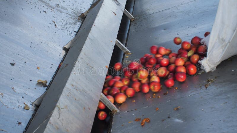 Working Line for Sorting and Receiving Apples Stock Video - Video of ...
