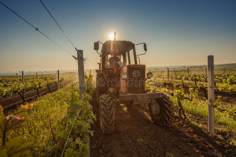 Working Machines On The Grape Field Agriculture Stock Image - Image of ...