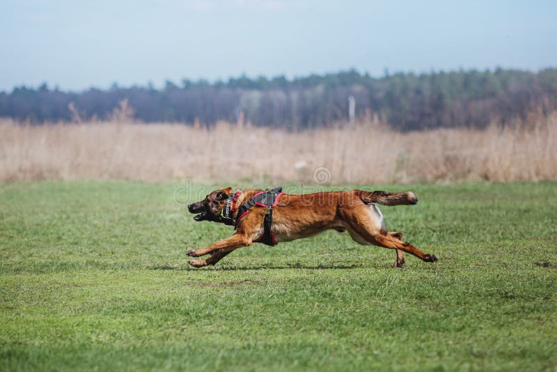 978 Belgian Malinois Police Working Stock Photos - Free & Royalty-Free ...