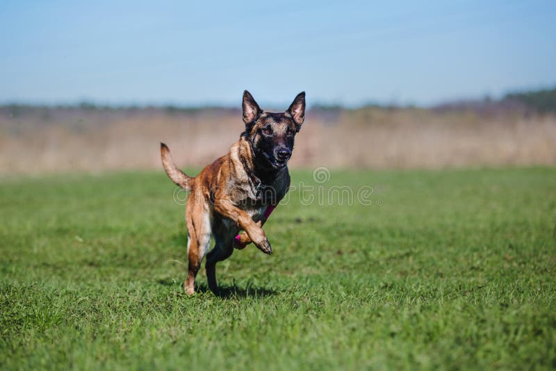 Working Malinois Dog. Belgian Shepherd Dog. Police, Guard Dog Stock ...