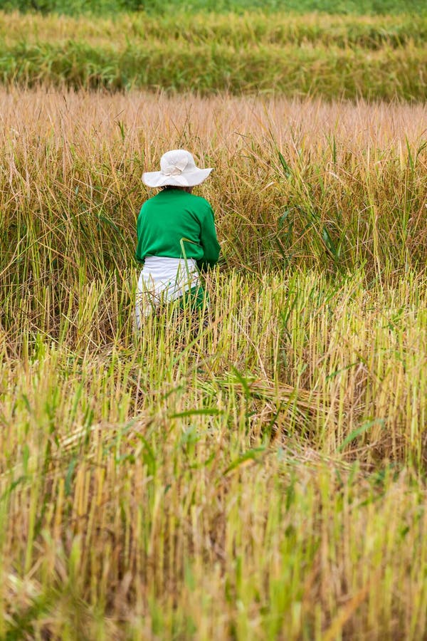Working Man on the Rice Field Editorial Stock Photo - Image of grain ...