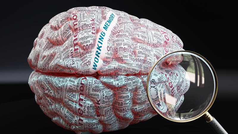 Working Memory in Human Brain Stock Illustration - Illustration of ...