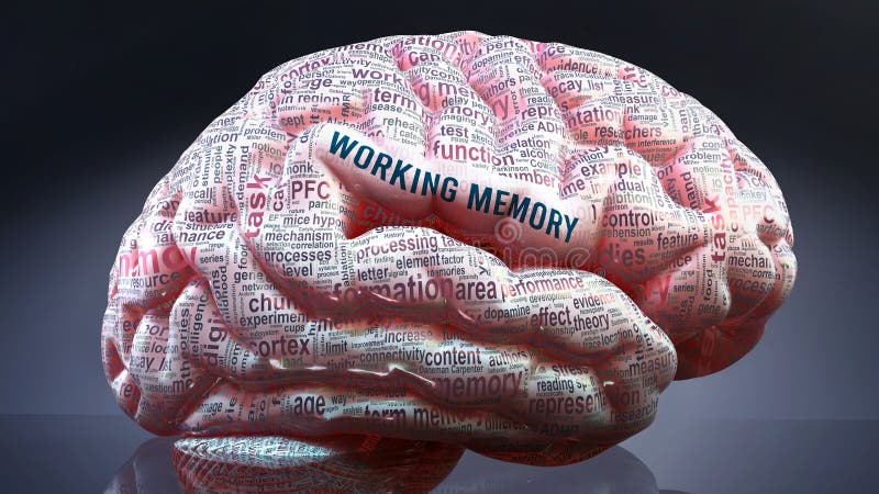 Working Memory and a Human Brain Stock Illustration - Illustration of ... Working Memory and a Human Brain Stock Illustration - Illustration of ...