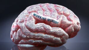 Working Memory And A Human Brain Stock Illustration Illustration Of 