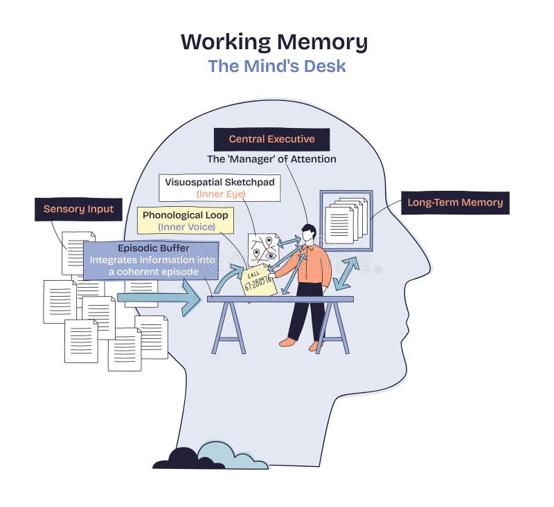 Working Memory is Visualized As a Minds Desk, Showing Central ... Stock ...
