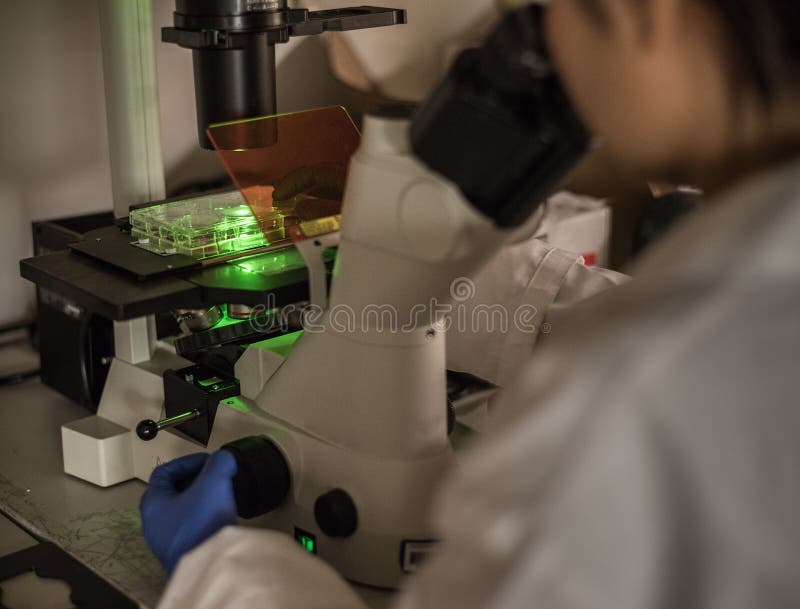 Working in the Biosafty Cabinet Stock Photo - Image of fume, analysis ...