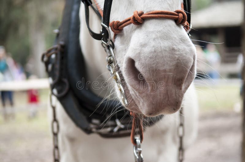 Working Mule at Rest stock photo. Image of farming, white - 63111950