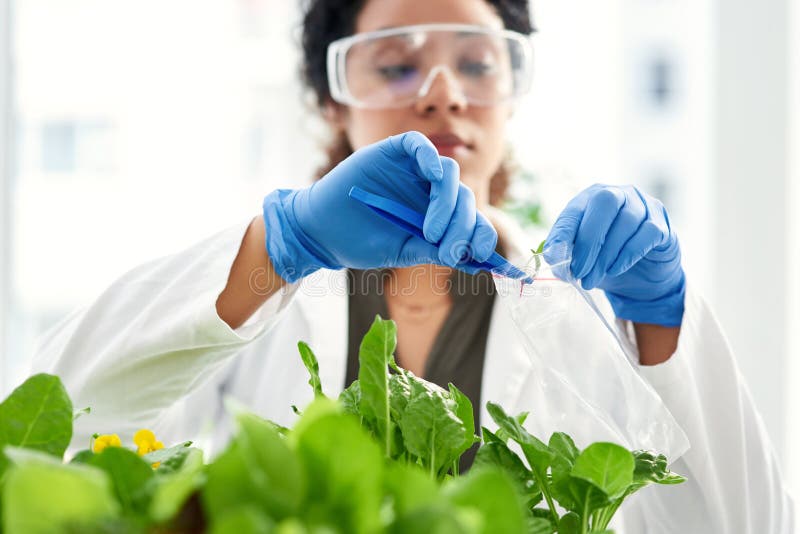 Working on a Natural Cure. a Scientist Getting Samples from a Plant for ...