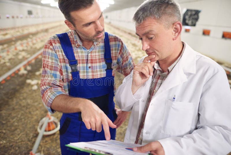 Working Partners at the Farm Stock Photo - Image of listening, meat ...
