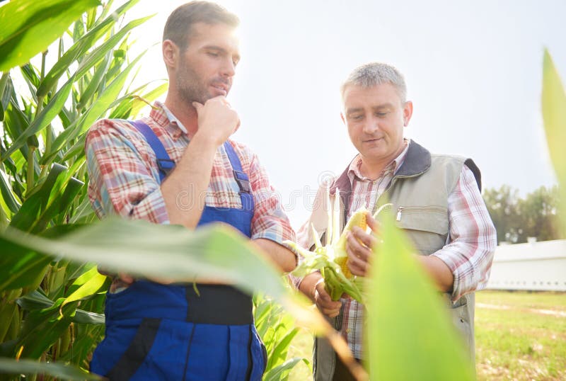Working Partners at the Farm Stock Photo - Image of agriculture, view ...