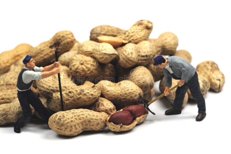 Working for peanuts stock image. Image of business, bills - 13061295