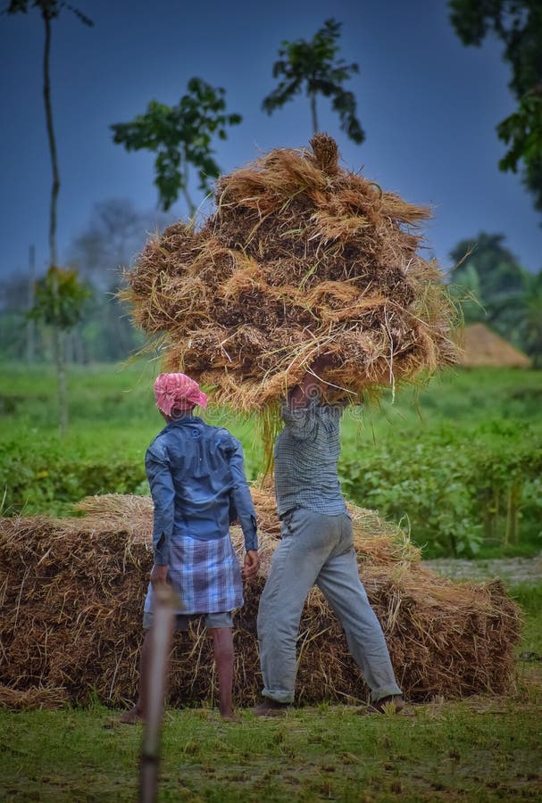 Working People, Two Man in the Field,paddy Cutter Stock Image - Image ...