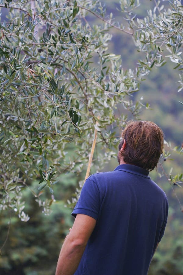 Working in a Plantation of Olive Trees Stock Photo - Image of green ...