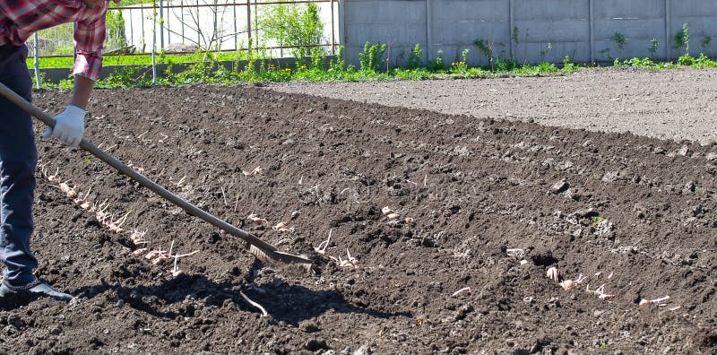 Working on a Potato Field with a Old Tractor Selective Focus Stock ...