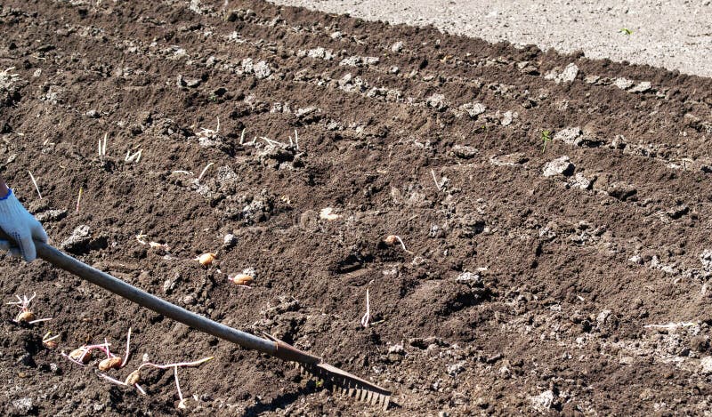 Working on a Potato Field with a Old Tractor Selective Focus Stock ...