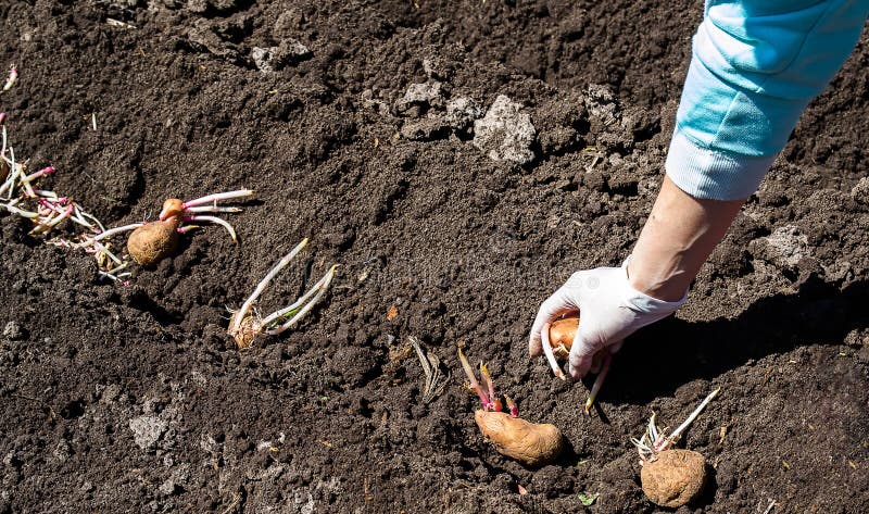 Working on a Potato Field with a Old Tractor Selective Focus Stock ...