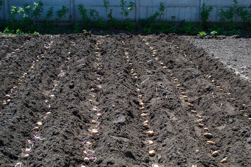 Working on a Potato Field with a Old Tractor Selective Focus Stock ...