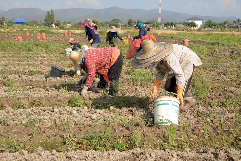Working on a Potato Field with Thai Farmer. Editorial Stock Image ...