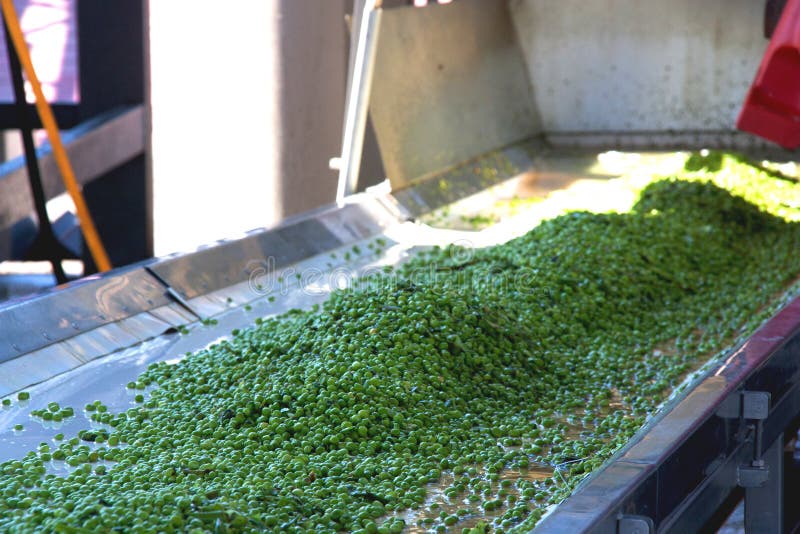 Working Process of the Production of Green Peas on Cannery. Movement on ...