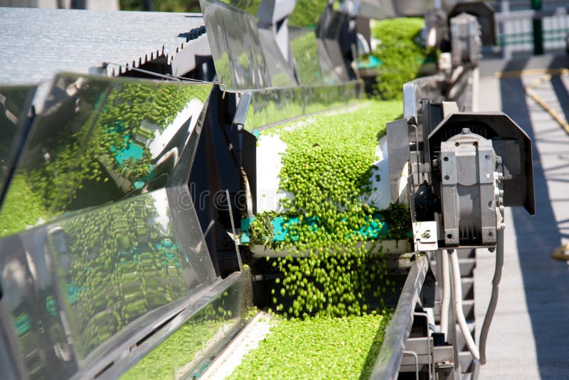 Working Process of the Production of Green Peas on Cannery. Movement on ...