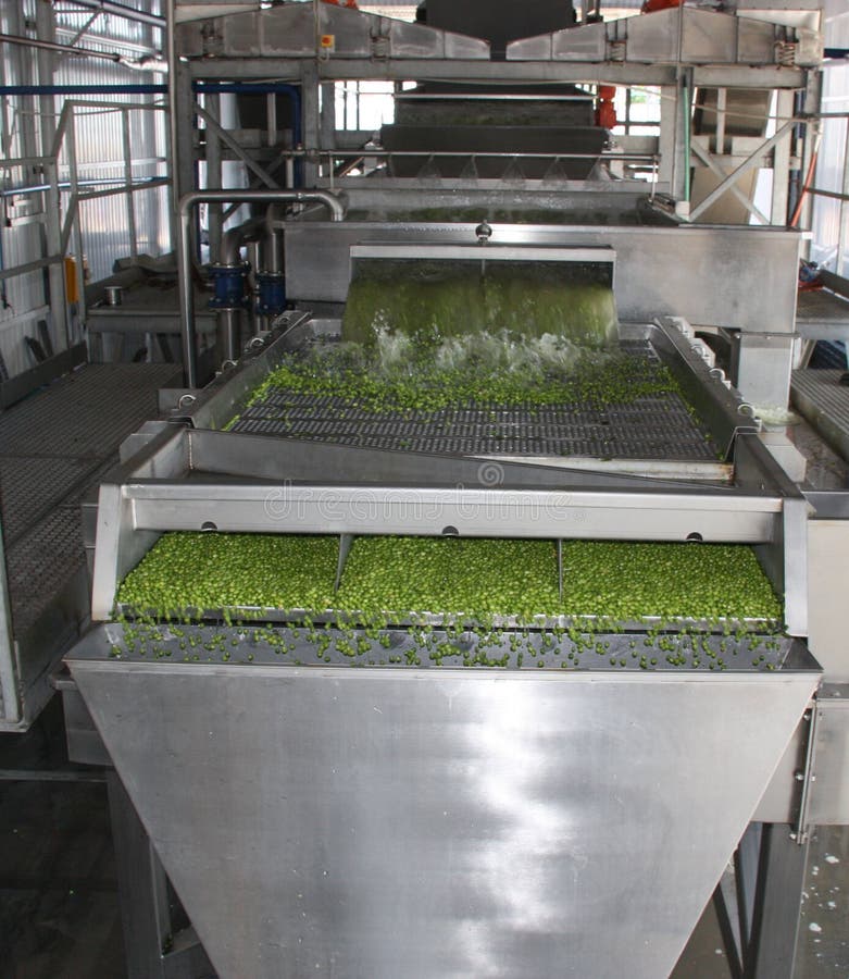 Working Process of the Production of Green Peas on Cannery. Movement on ...