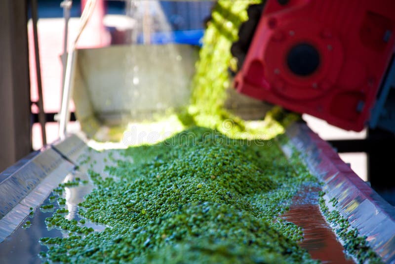 Working Process of the Production of Green Peas on Cannery. Movement on ...
