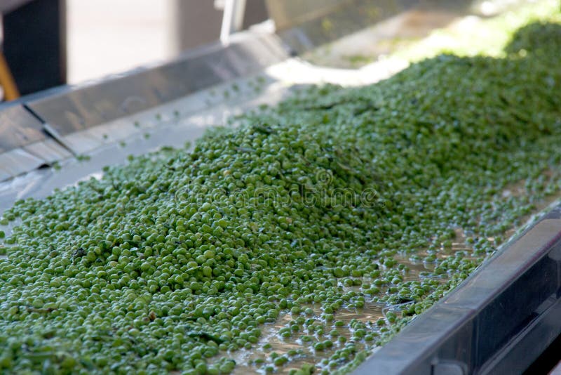 Working Process of the Production of Green Peas on Cannery. Movement on ...