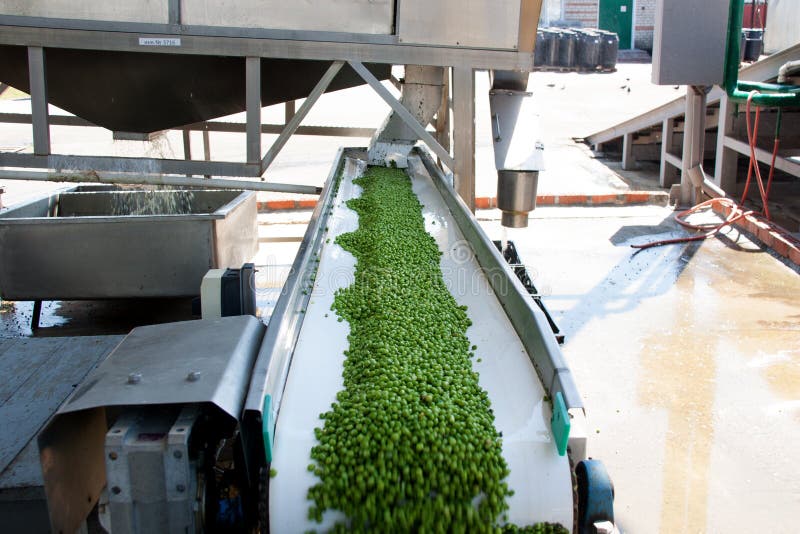 Working Process of the Production of Green Peas on Cannery. Movement on ...