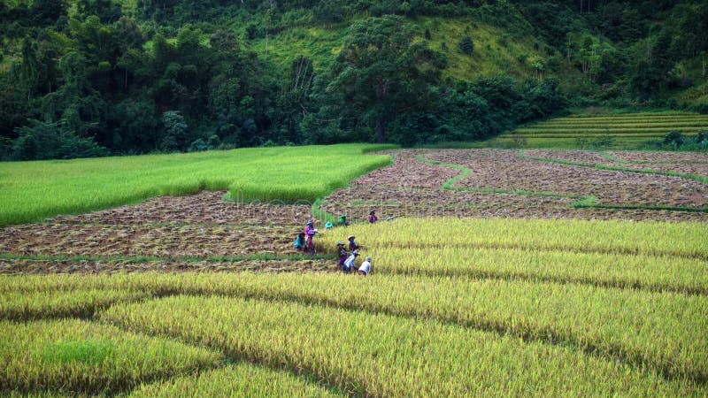 Rice farm in Madagascar editorial photography. Image of madagascar ...