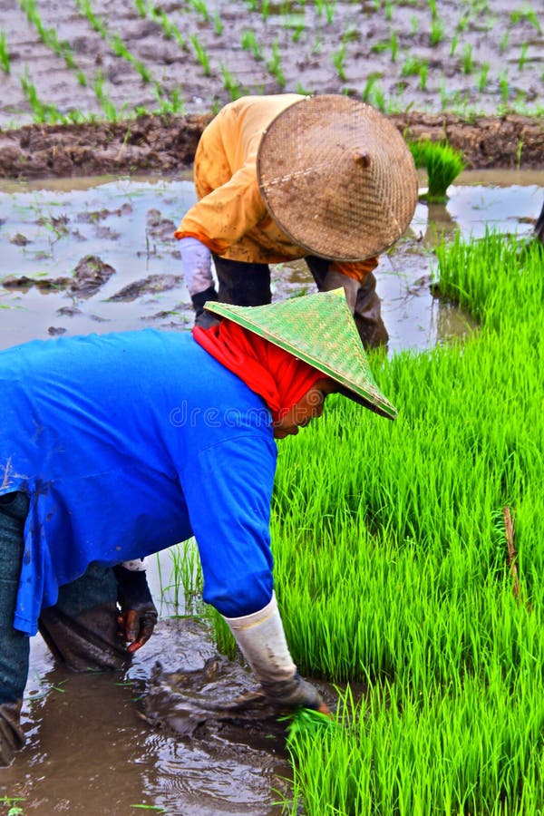 Working at rice field editorial stock image. Image of planting - 32065669