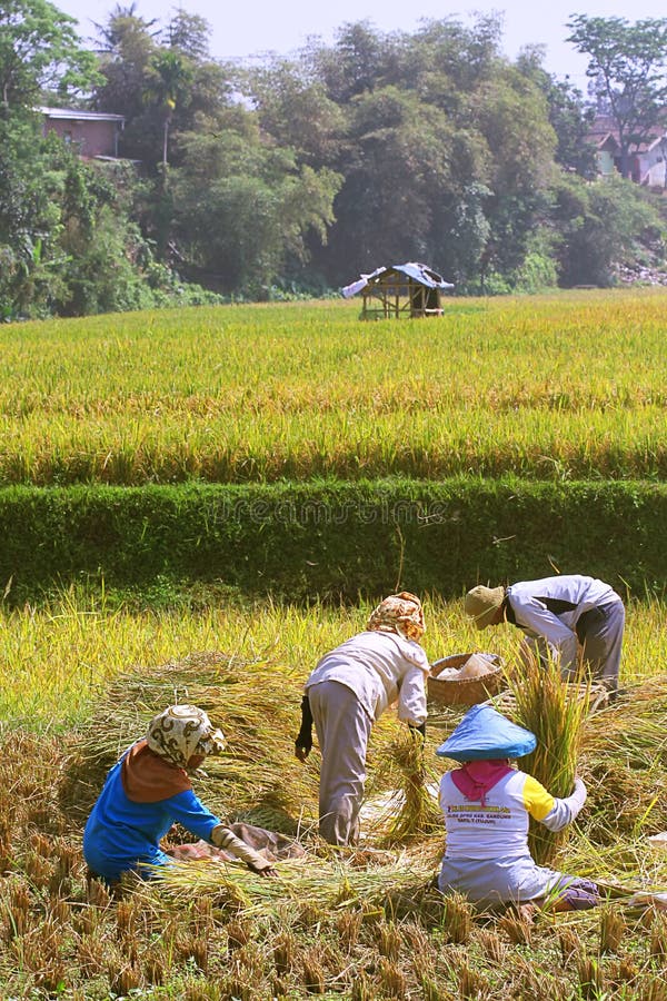 Working at rice field editorial photo. Image of activity - 31781156