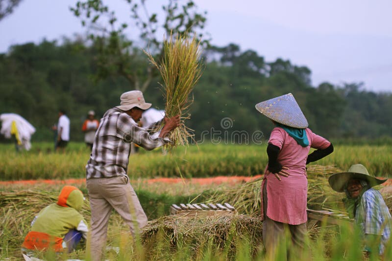 Working at rice field editorial photo. Image of people - 31781236