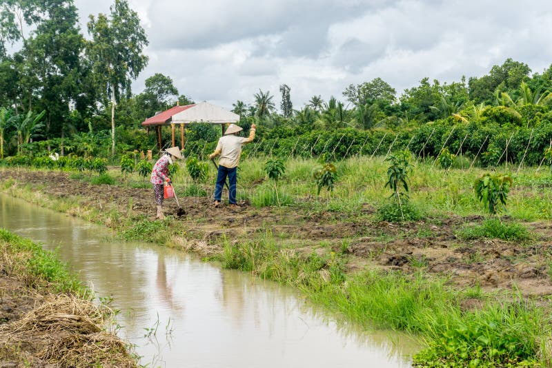 Working in rice fields editorial image. Image of harvesting - 103416005