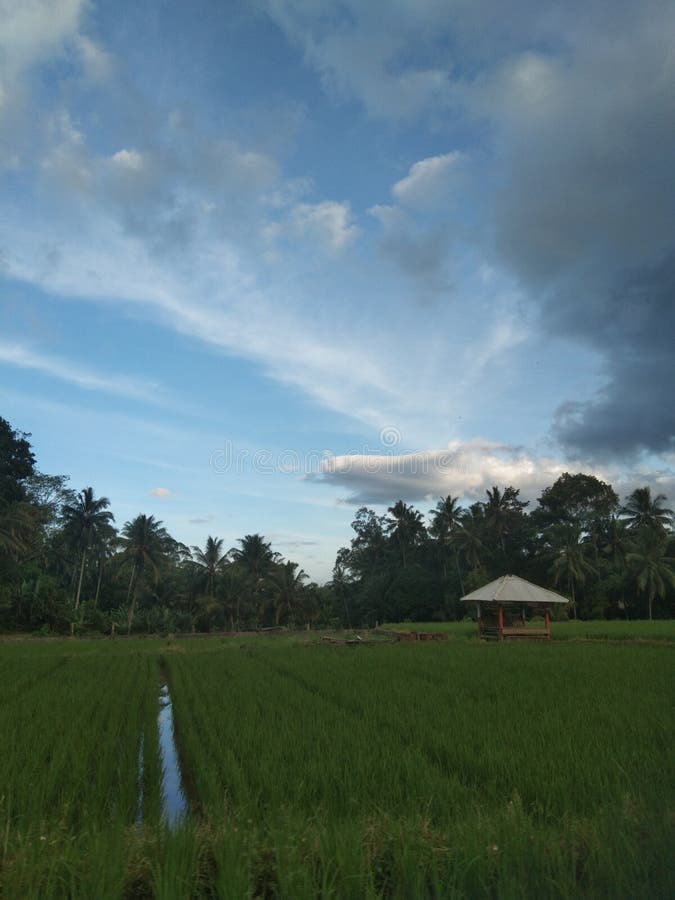 Ricefield stock photo. Image of ricefield, field, grass - 269489994