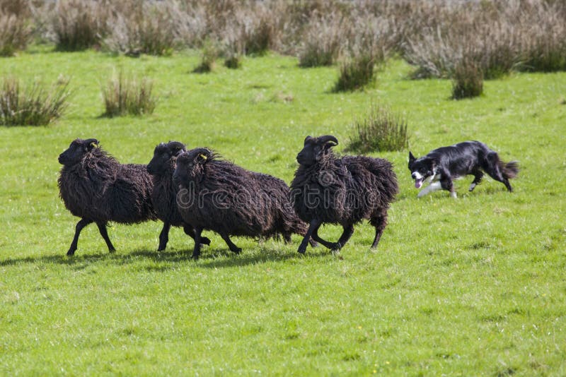 Working Sheep Dog stock photo. Image of herder, beautiful - 90388342