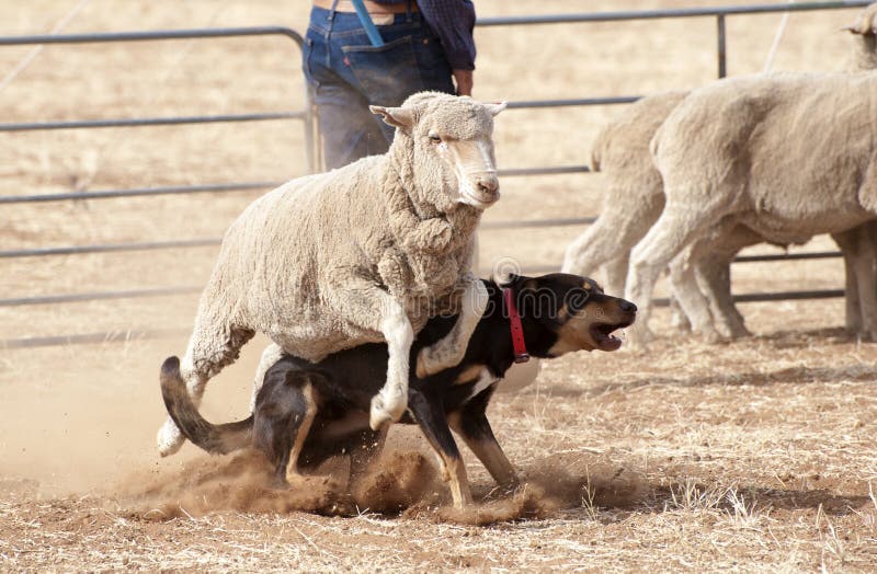 Working sheep dog. stock image. Image of bull, livestock - 78088929
