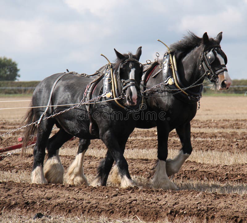 Working Shire Horses. stock photo. Image of horse, display - 289253660