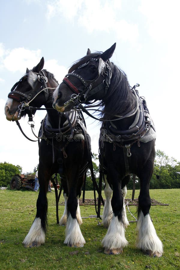 Shire Horses in Harness stock photo. Image of head, forlock - 20740060