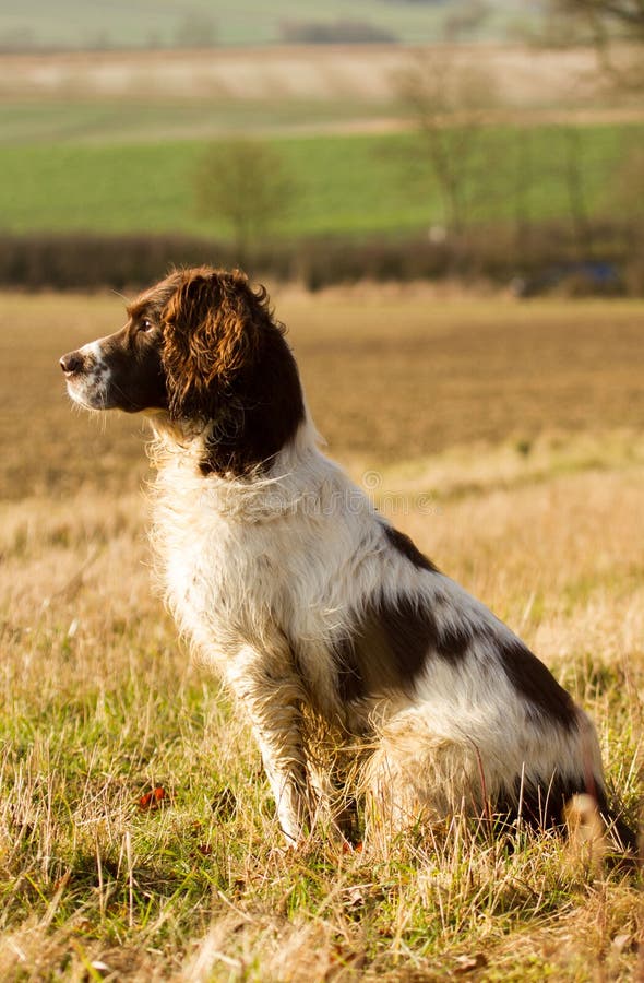 Working Spaniel dog stock image. Image of cockerspaniel - 51125657
