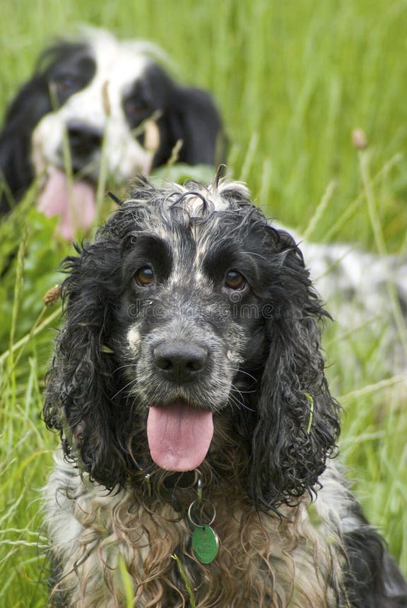 Working spaniels stock image. Image of happy, spaniel - 5721925