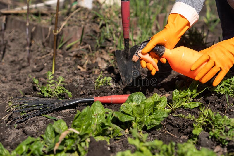 Working with Spinach in the Farm Garden Stock Photo - Image of closeup ...