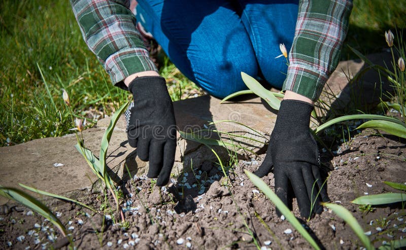 Working in the Spring Garden. Stock Photo - Image of activity, season ...