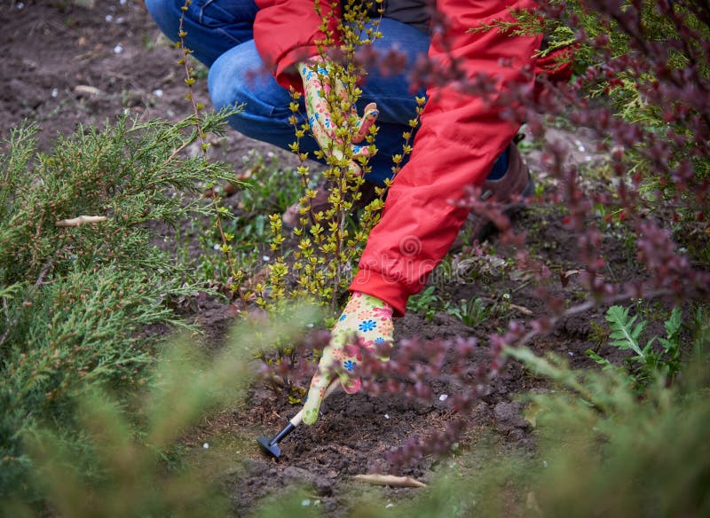 Working in the Spring Garden. Stock Photo - Image of botany, closeup ...