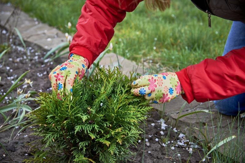 Working in the Spring Garden. Stock Image - Image of outdoors ...