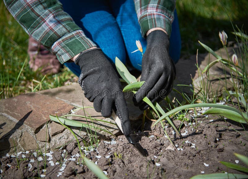 Working in the Spring Garden. Stock Photo - Image of flowerbed, botany ...